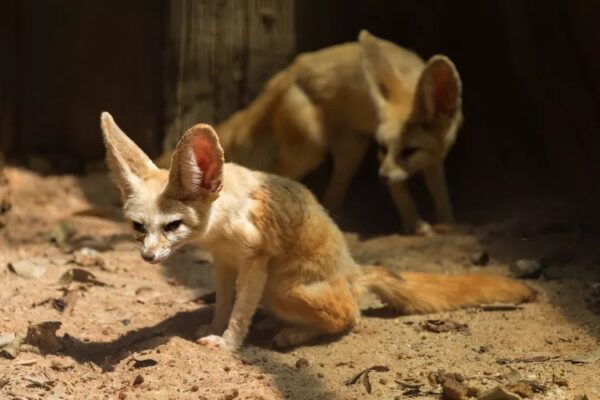 8 Things You Didn’t Know About the Fennec Fox - Hasan Jasim
