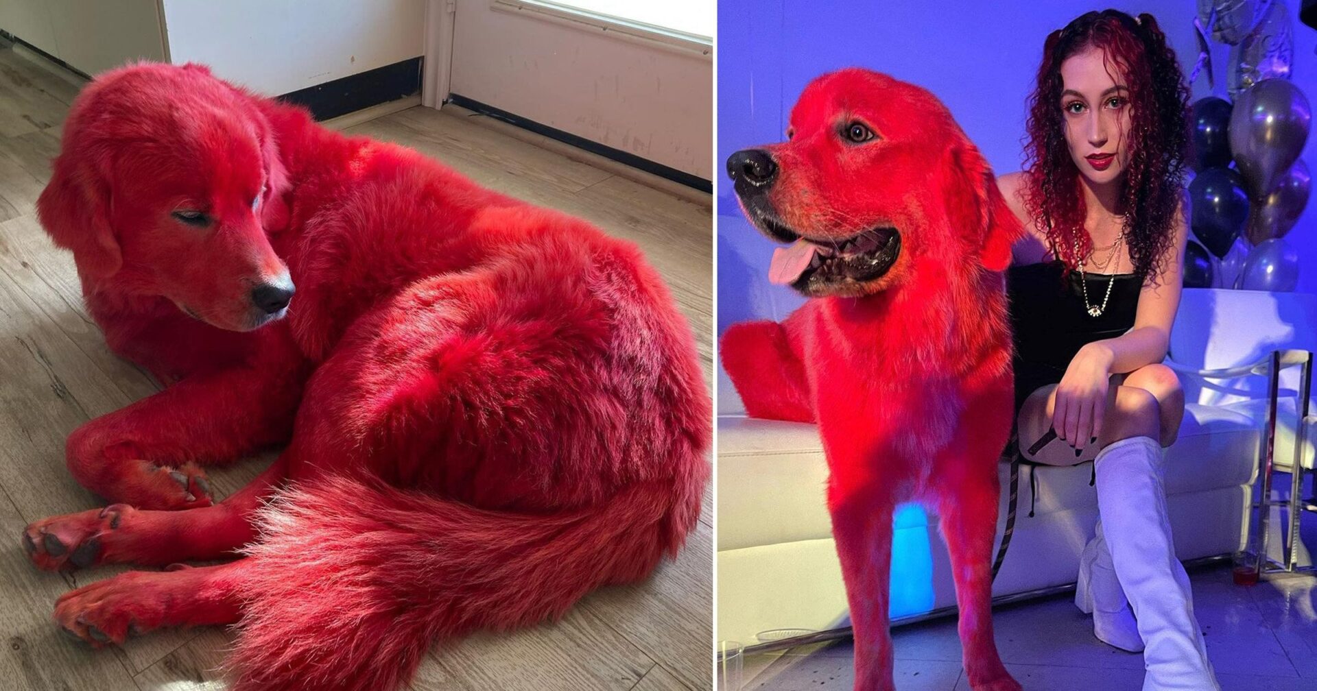 Woman Dyes Her Great Pyrenees Dog Bright Red to Prevent Theft—Genius or ...