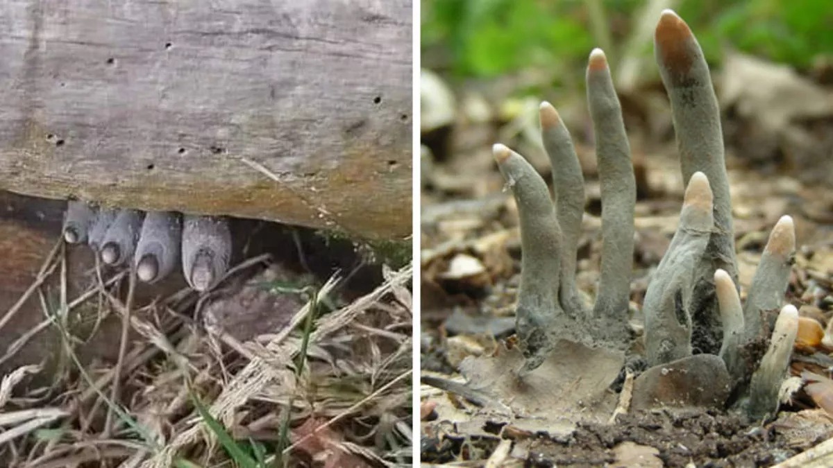 This Fungus is Known As ‘Dead Man’s Fingers,’ And It Is Quite ...