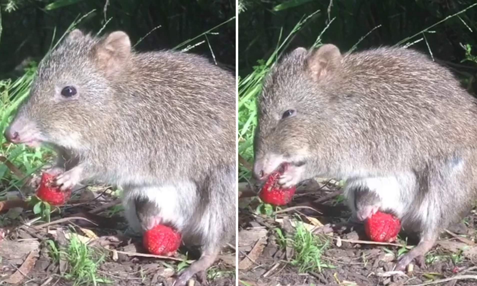 A Tiny Potoroo Delights Visitors by Munching on a Strawberry from its ...
