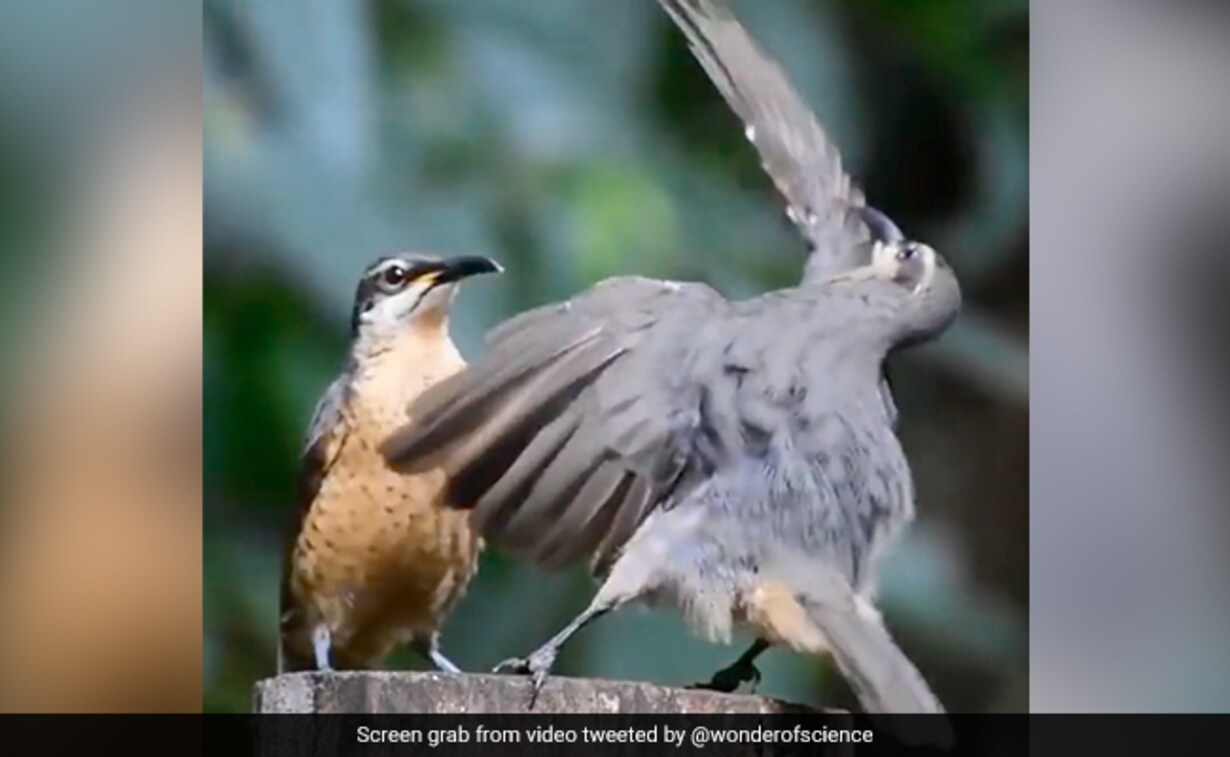 Male Riflebird's Epic Mating Ritual Fails to Impress: Viral Video ...