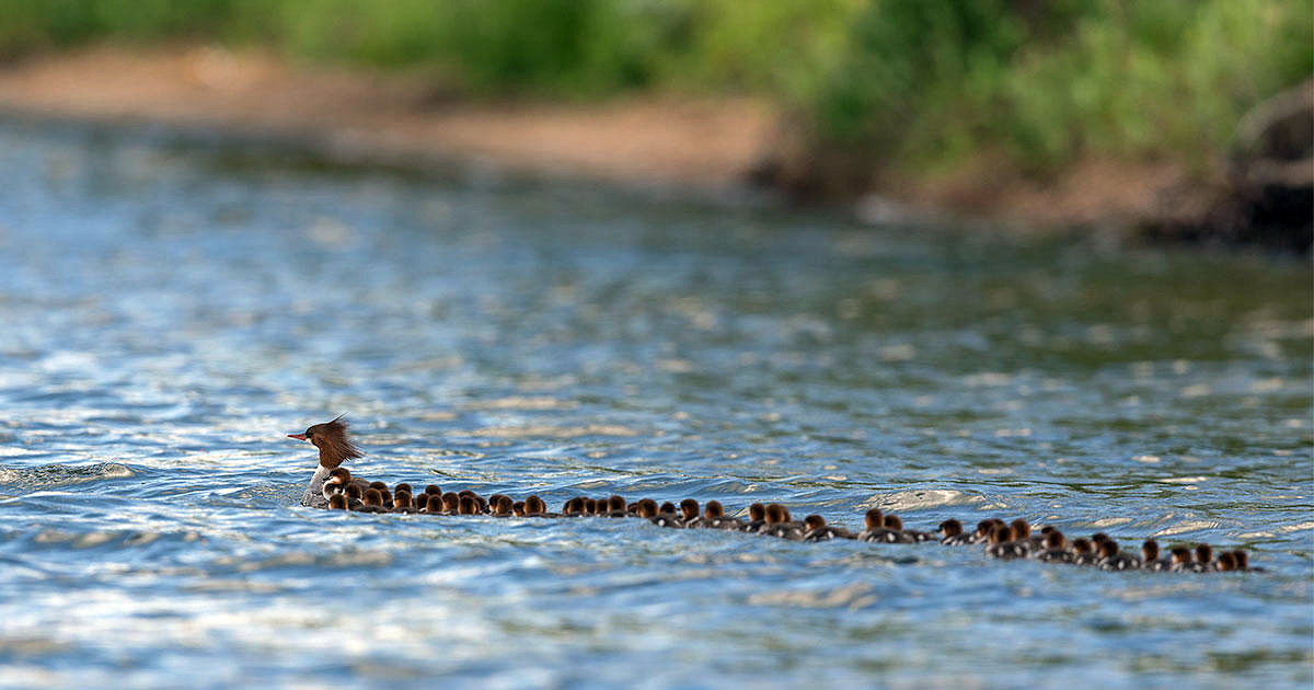 1 Hen, 76 Ducklings: What's The Deal With This Photo? - Hasan Jasim