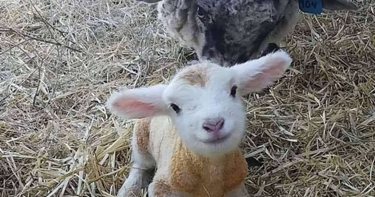 A Moment Captured in Time: Newborn Lamb’s Stunning Debut - Hasan Jasim