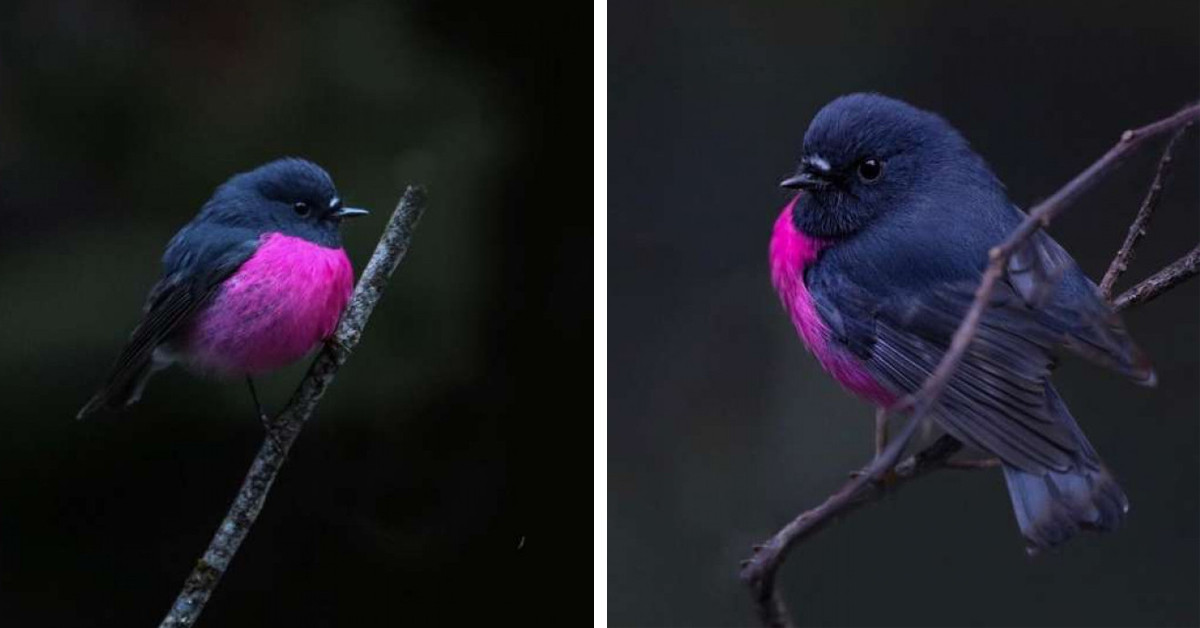The Pink Robin: A Delightful Bird with a Vibrant Personality - Hasan Jasim