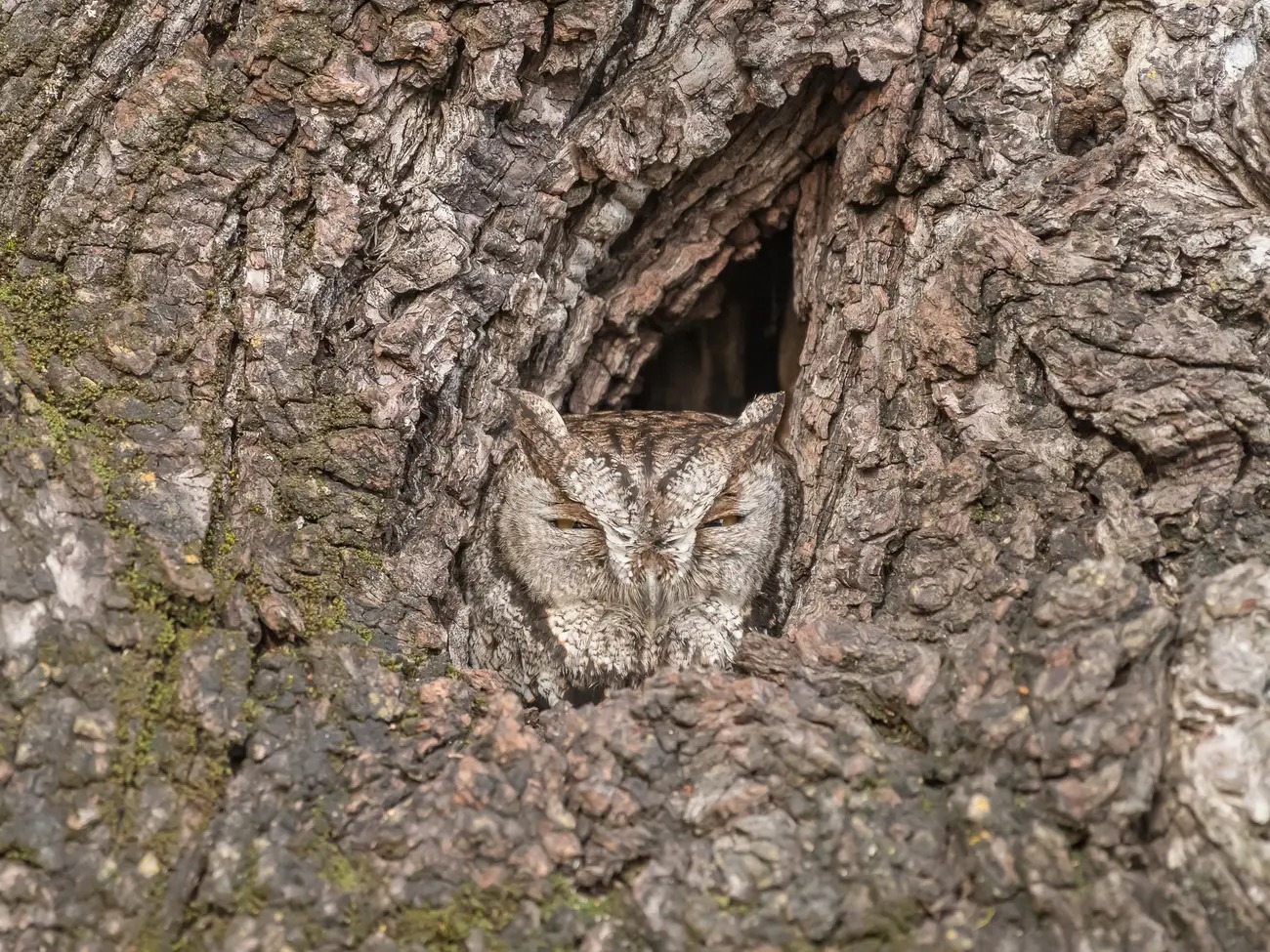 The Vanishing Act: How Owls Master the Art of Camouflage - Hasan Jasim