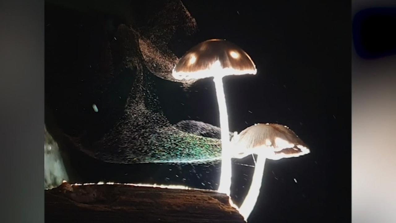 Captivating Rainbow-Spored Toadstools: A Rare Discovery in the Philippines - Hasan Jasim
