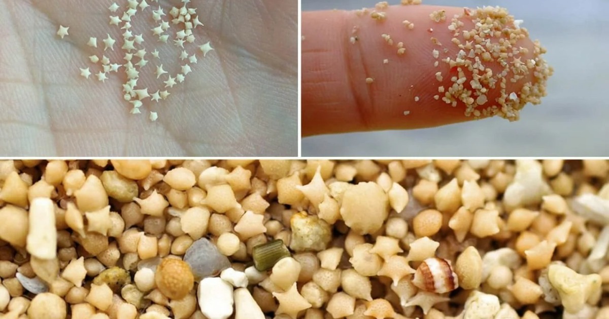 The Magic of Hoshizuna-no-hama: Exploring the Enchanting Star Sand ...