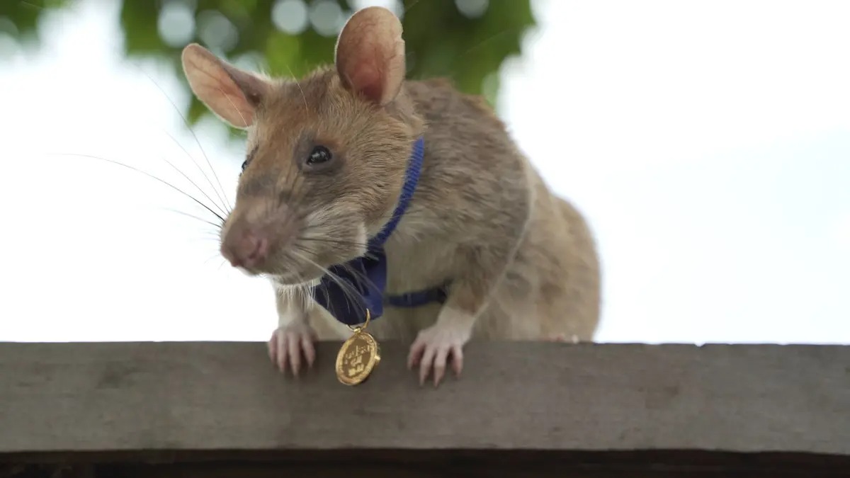 How Trained African Giant Pouched Rats Are Helping Detect Landmines ...