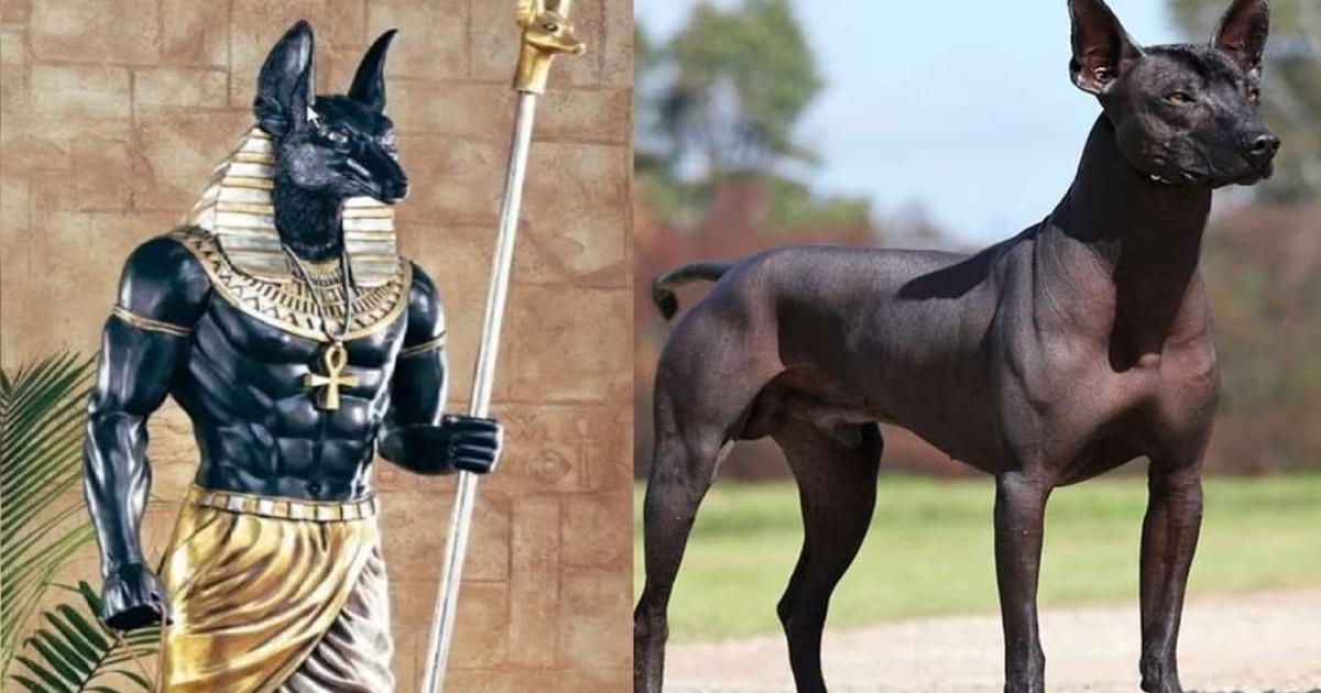 The Xolo: A Timeless Companion and Guardian with Ancient Roots - Hasan ...