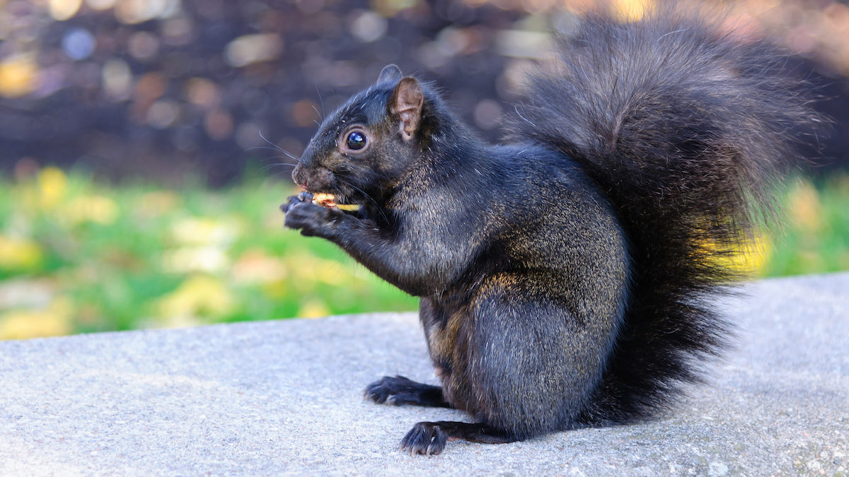 Unraveling the Mystery of Black Squirrels: Nature’s Melanistic Marvels ...