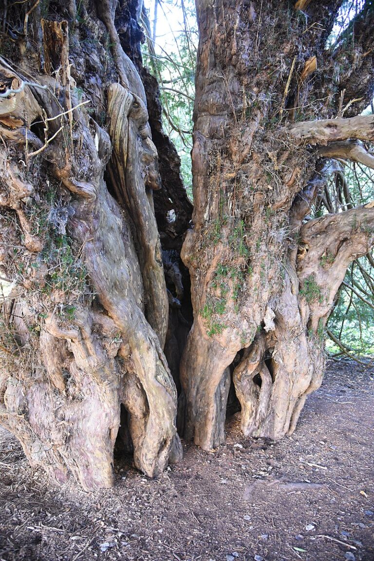 The Ankerwycke Yew: A Timeless Guardian of English History - Hasan Jasim