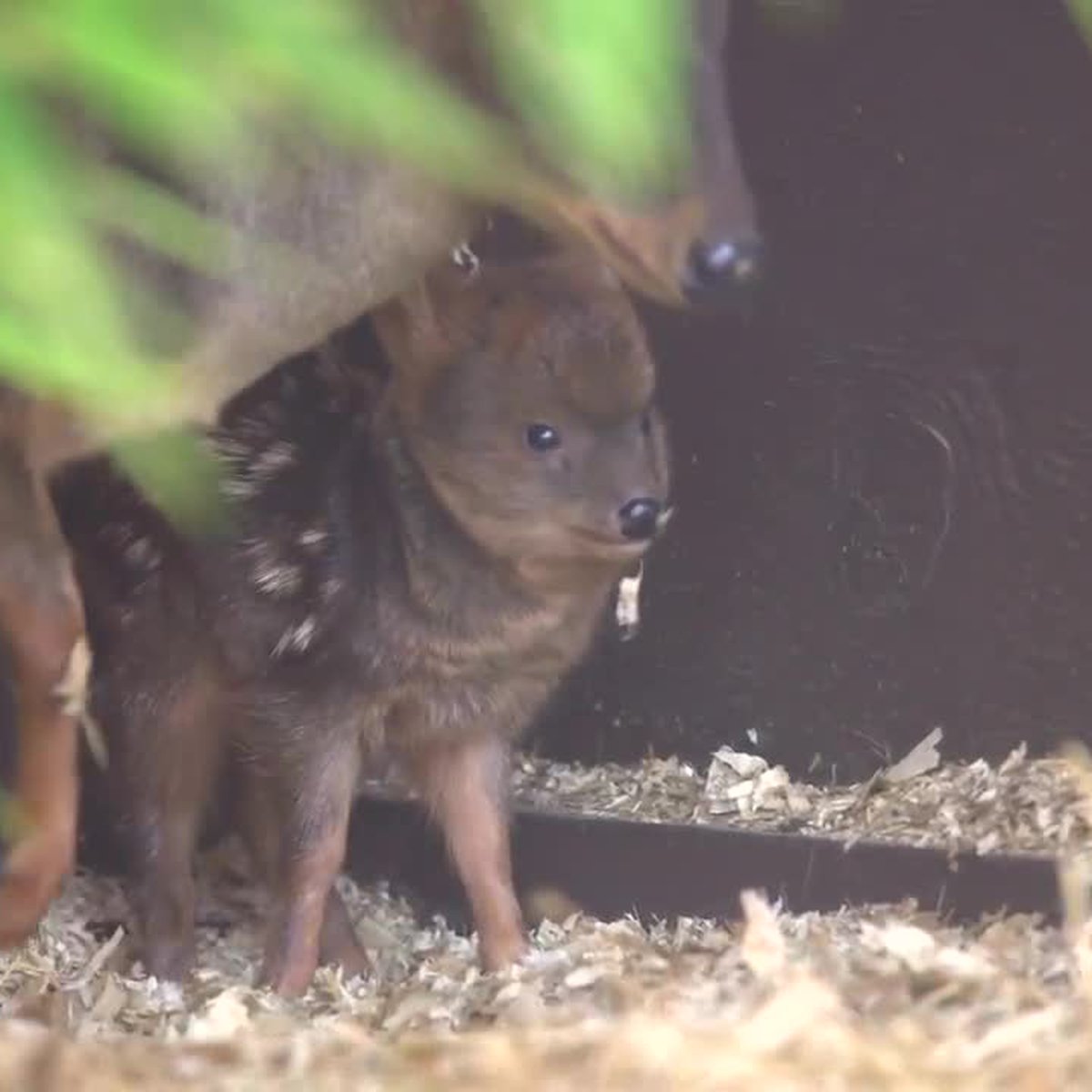 Meet The World's Tiniest, Most Magical Deer - Hasan Jasim