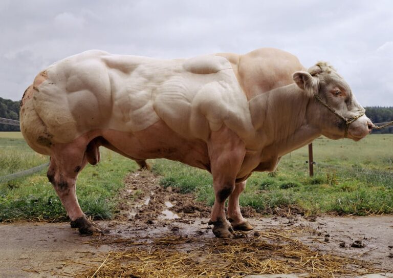Chinese Scientists Create Three Super Cows From Cloning - Hasan Jasim