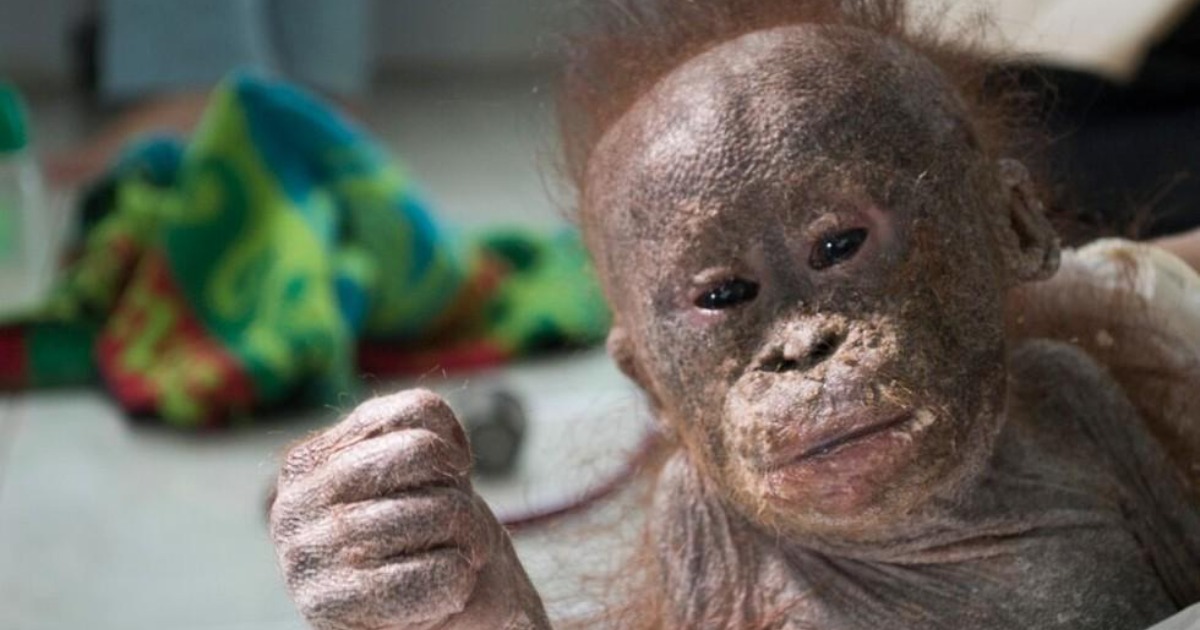 Mummified Miracle: The Inspiring Transformation of a Newborn Monkey ...