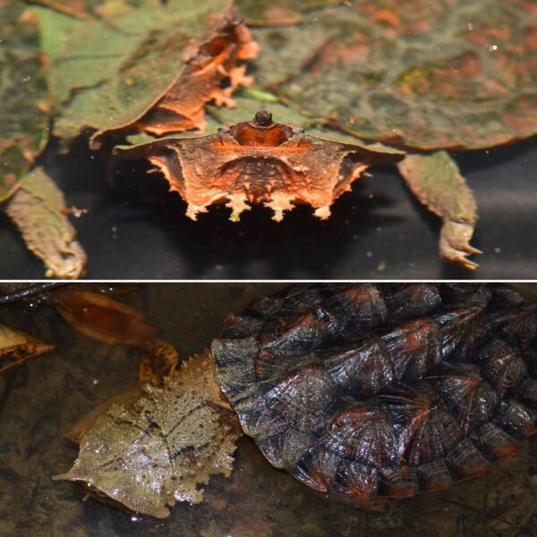 Meet the Mata Mata, the Weirdest Turtle in the World - Hasan Jasim