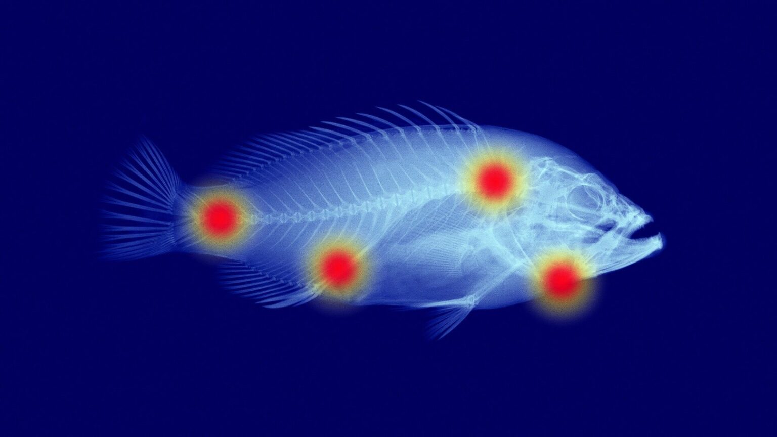 Fish Feel Pain Very Similarly To How We Do - Hasan Jasim