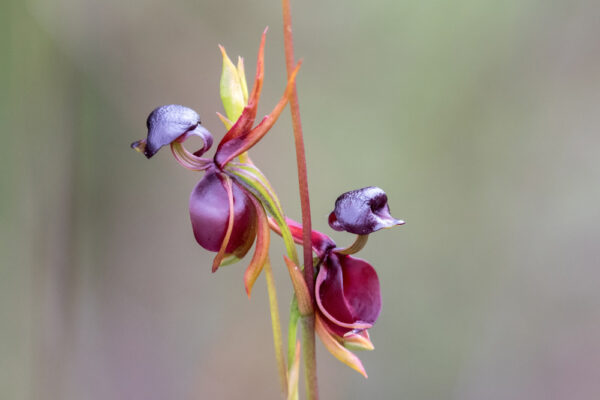 The Remarkable Large Duck Orchid: A Rare and Unique Plant Species in ...