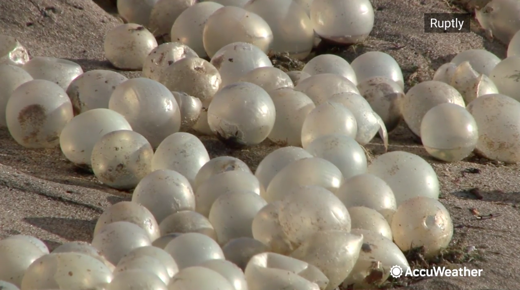 Mysterious Snail Invasion: Adelomelon brasiliana Eggs Wash Up on Mar ...