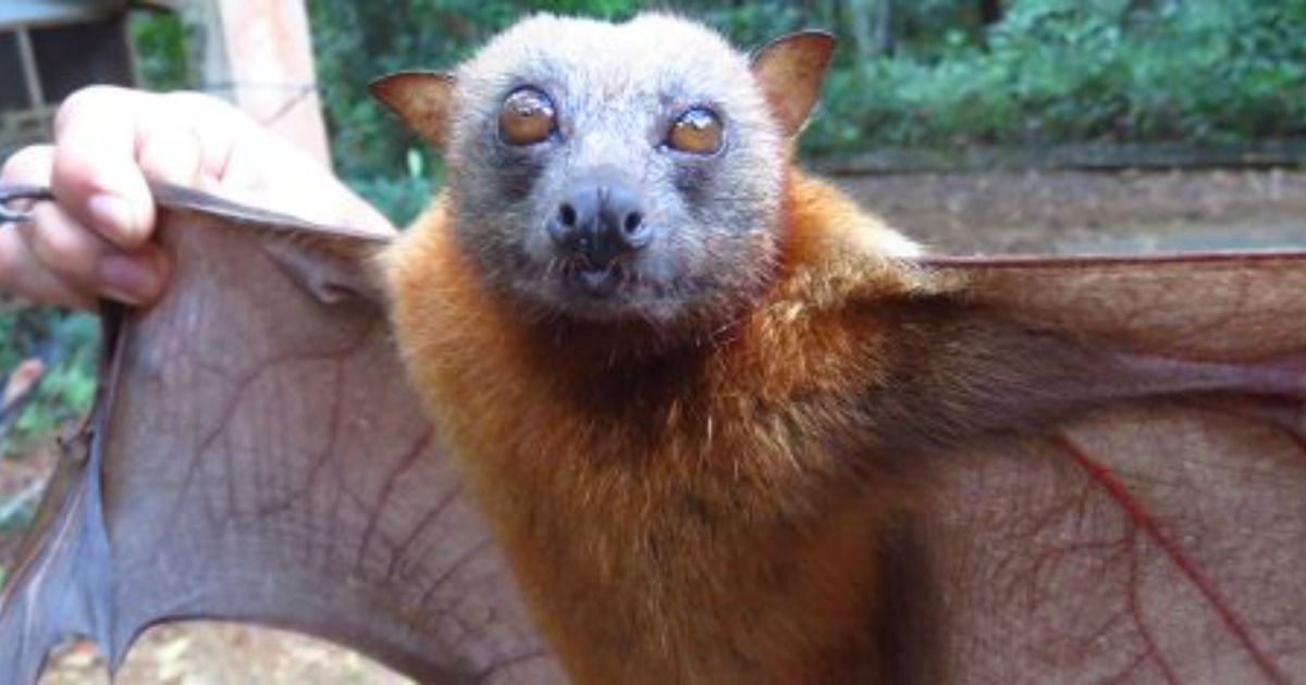 The Mysterious Island Tube-nosed Fruit Bat: A Hidden Jewel of the ...