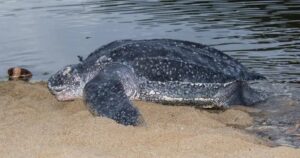 The Leatherback Turtle Has the Most Unique Mouth in the World - Hasan Jasim