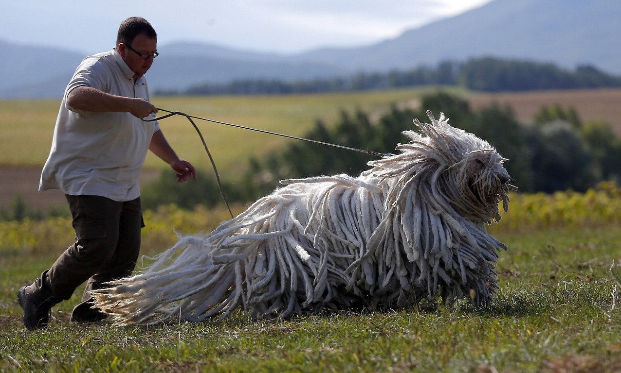 Interesting facts about Komondors - Hasan Jasim