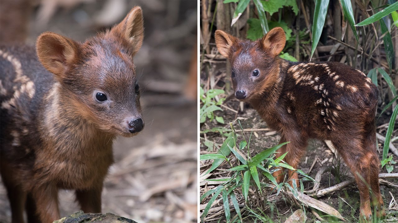 Meet The World’s Tiniest, Most Magical Deer - Hasan Jasim