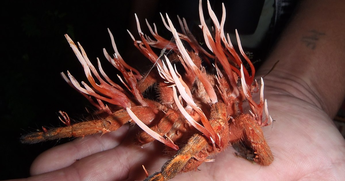 Parasitic Marvels: Exploring the Fascinating World of Ophiocordyceps ...