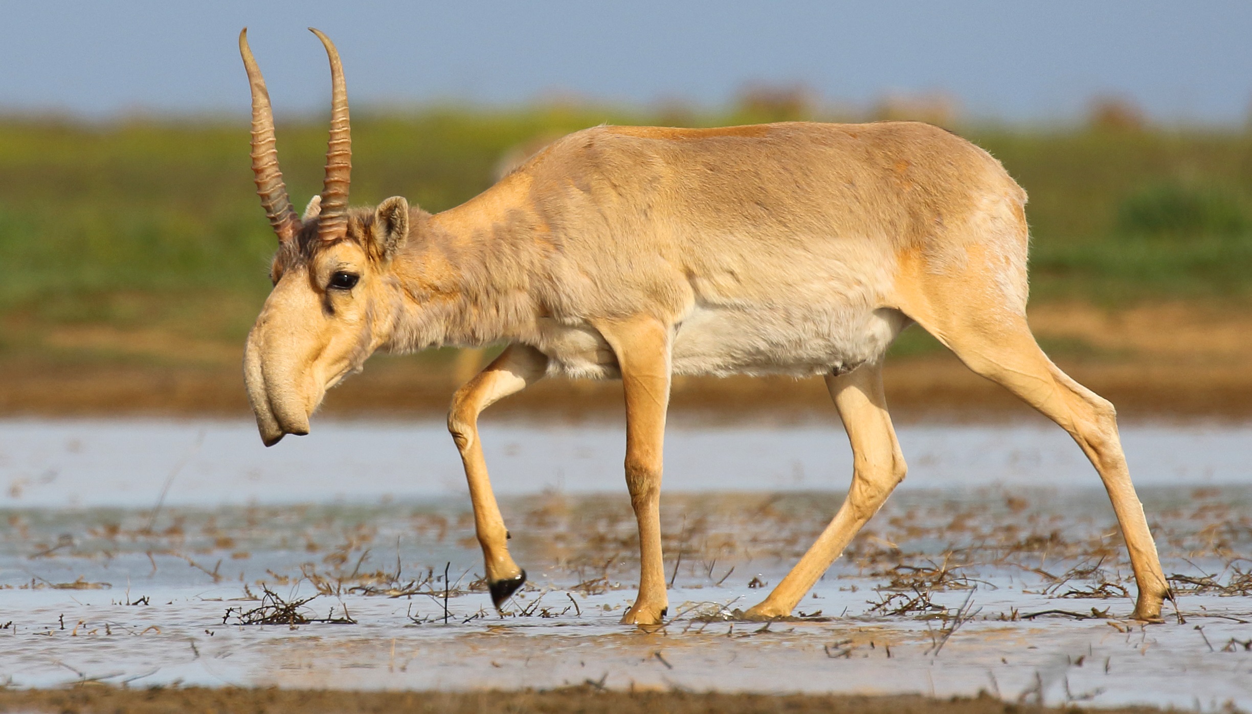 Saiga Antelope: Most Ancient Creature - Hasan Jasim
