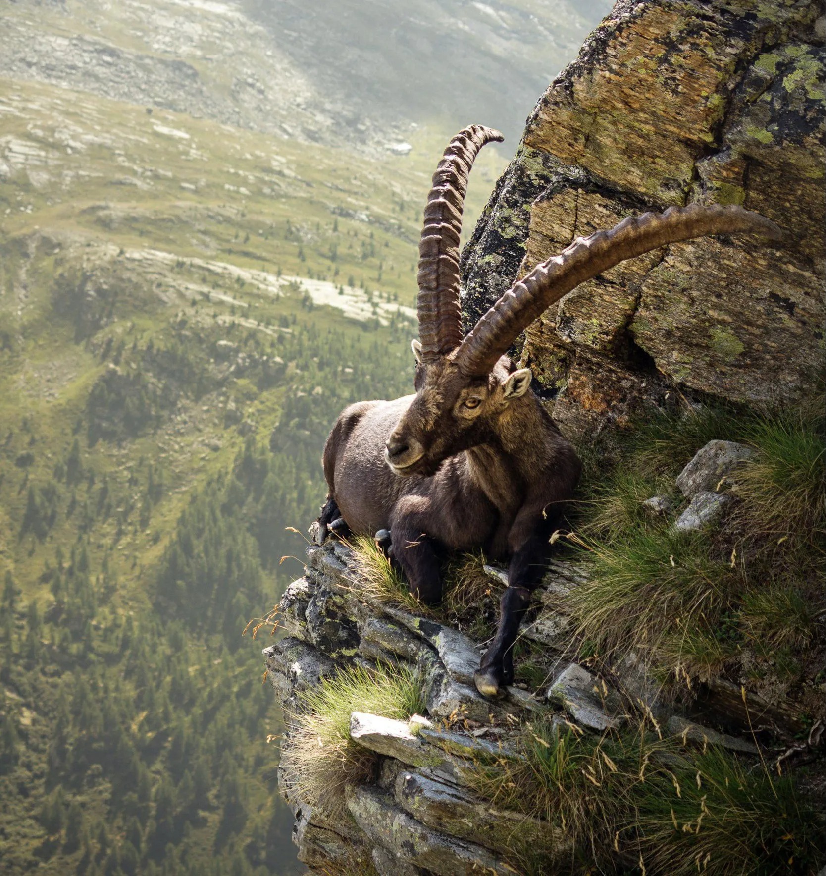 The Alpine Ibex: A Majestic Symbol of Conservation Triumph - Hasan Jasim