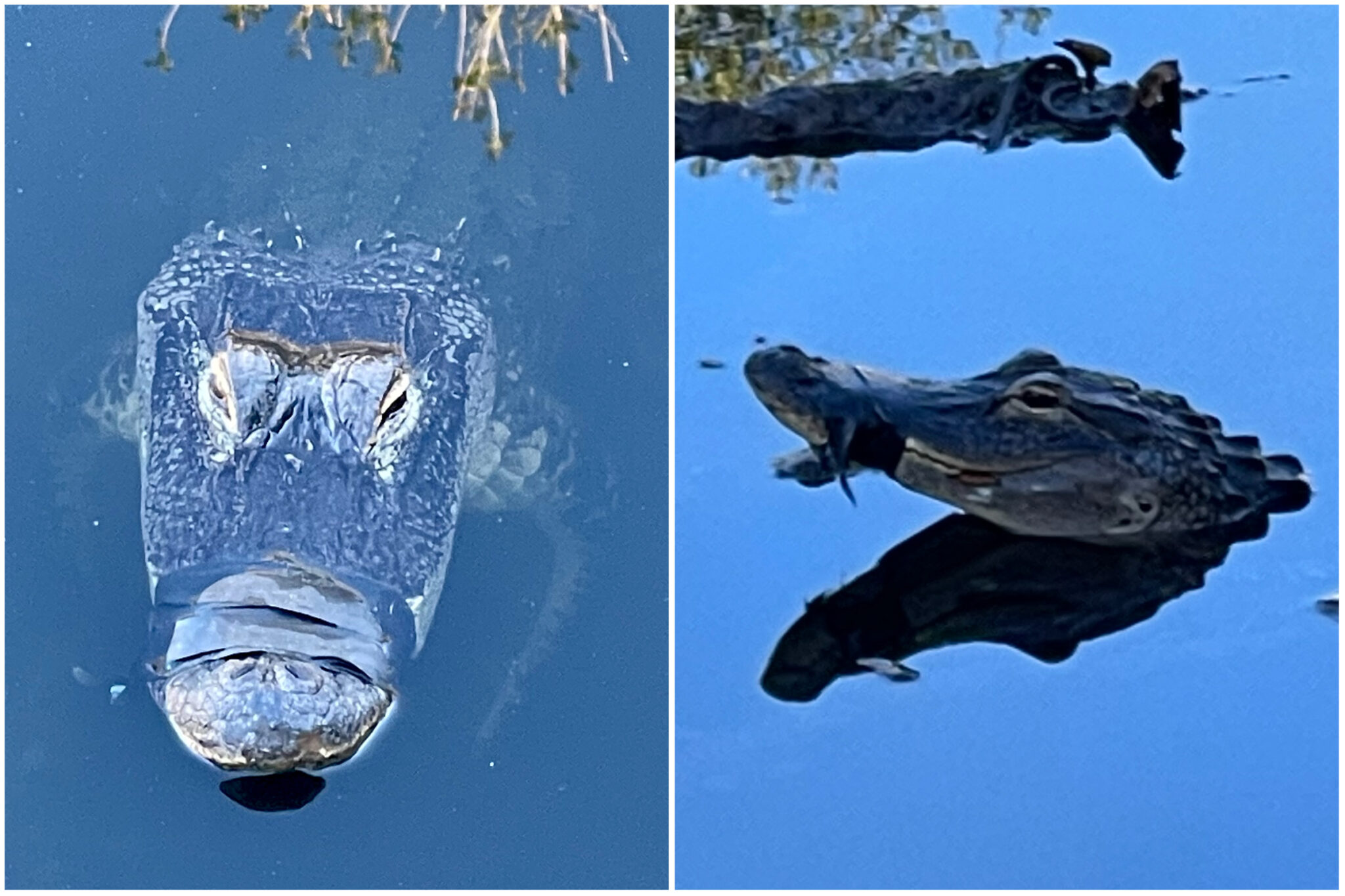 Alligator’s mouth has been taped shut since December, claims a Florida ...