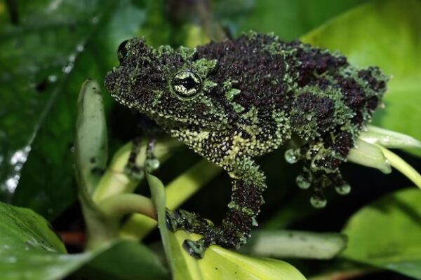 Mossy Marvels: Exploring the Fascinating World of Theloderma Corticale ...