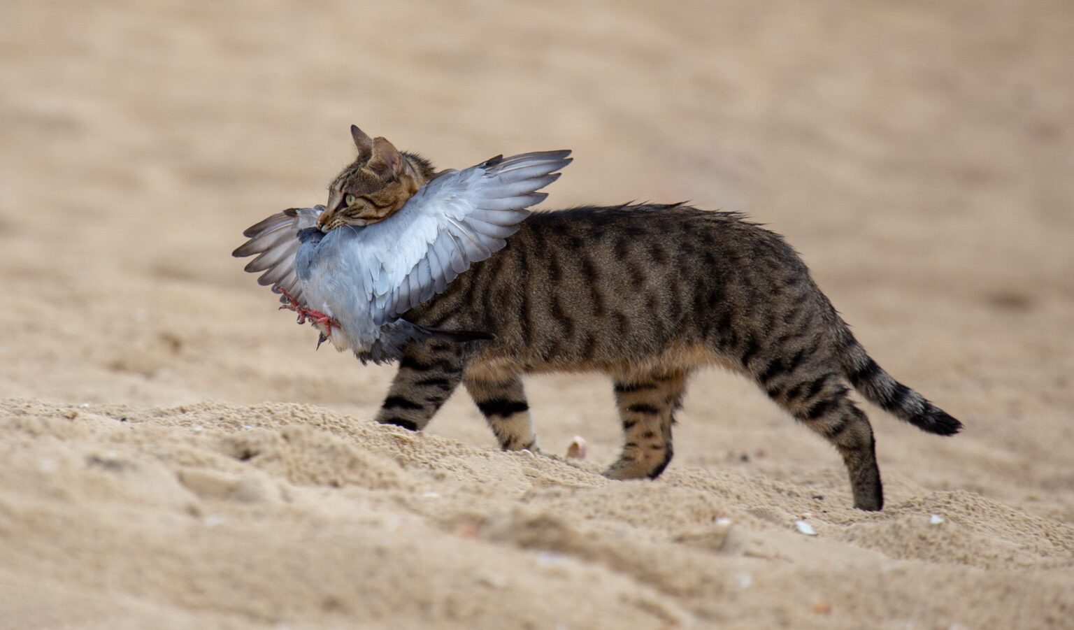 Feline Fatality: The Hidden Threat of Domestic Cats to US Wildlife ...