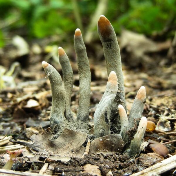 This Fungus is Known As 'Dead Man's Fingers,' And It Is Quite ...