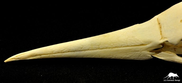 Nose Dive: Falcons & Gannets - Hasan Jasim