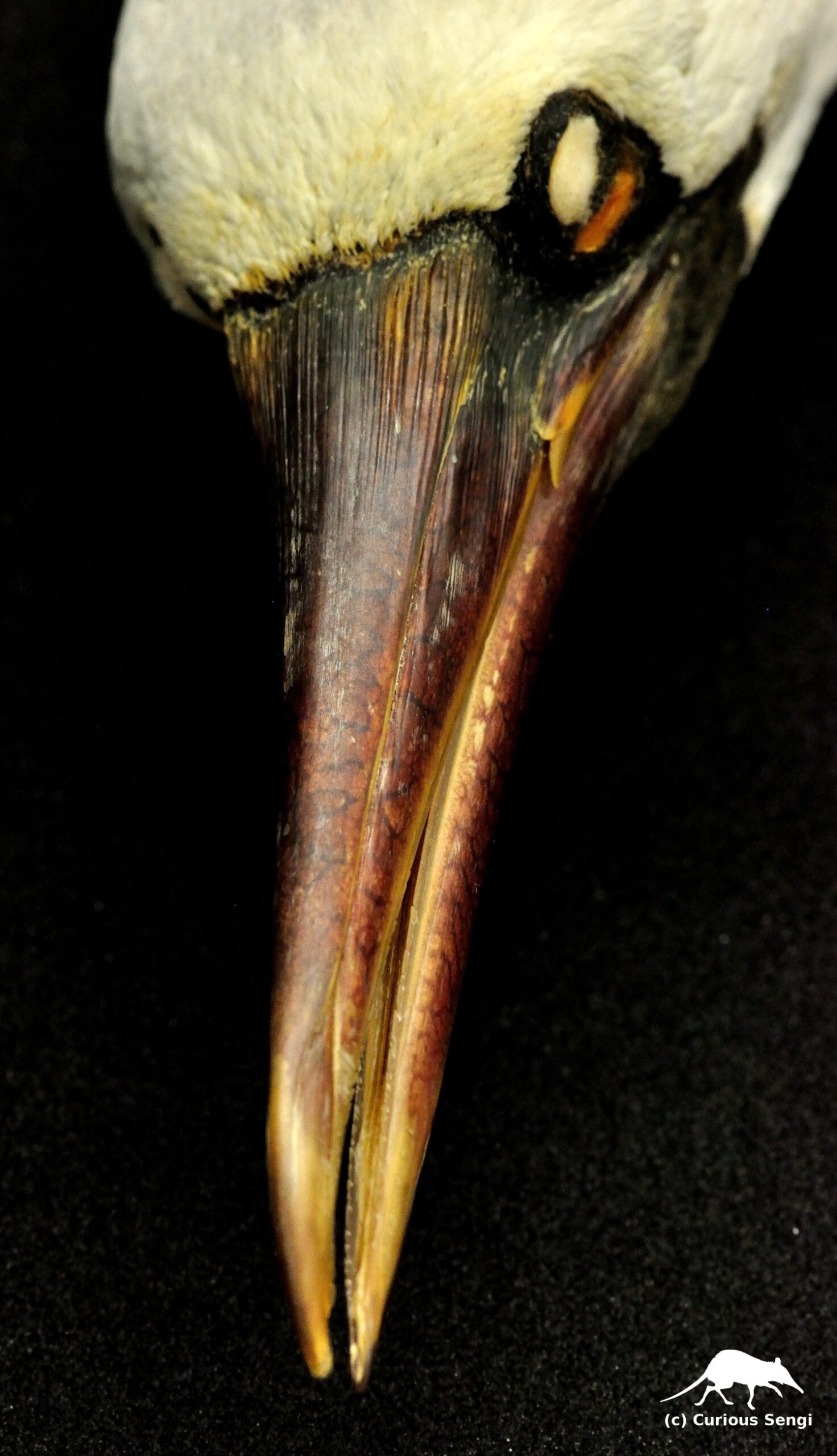 Nose Dive: Falcons & Gannets - Hasan Jasim