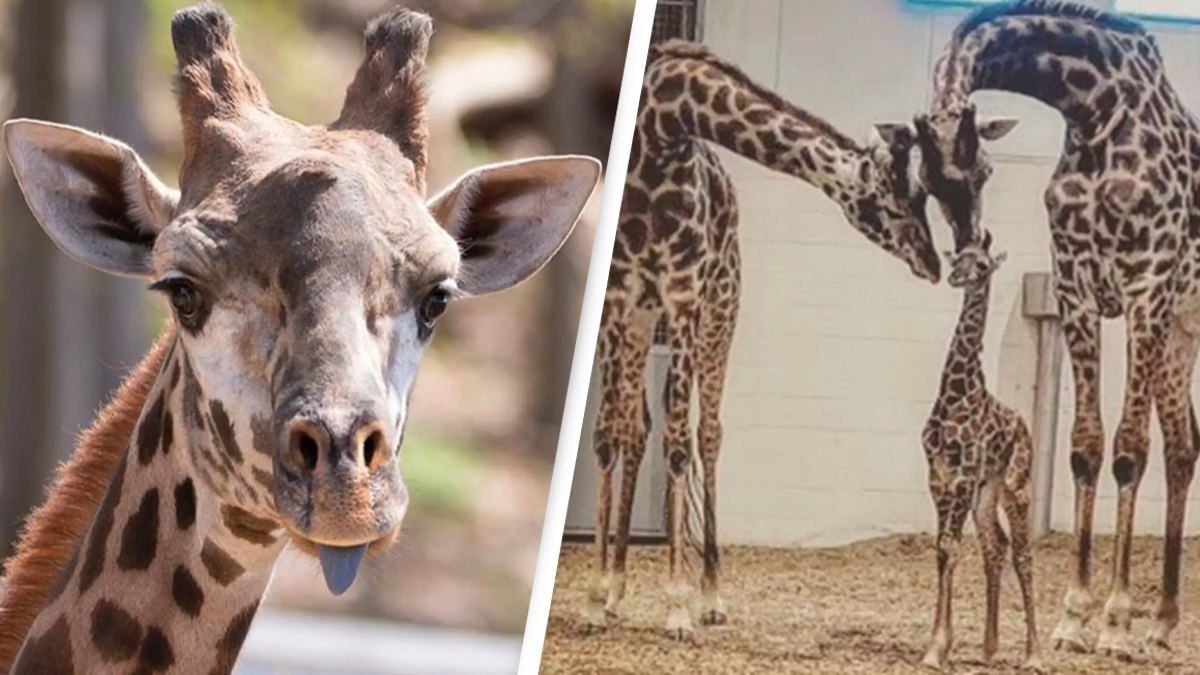 Giraffe Died At Upstate New York Zoo After Its Neck Became Stuck And ...