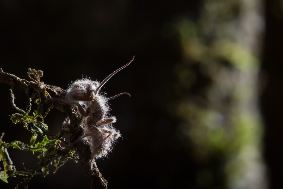 How the Zombie Fungus Infects Ant Bodies and Takes Control of Their ...