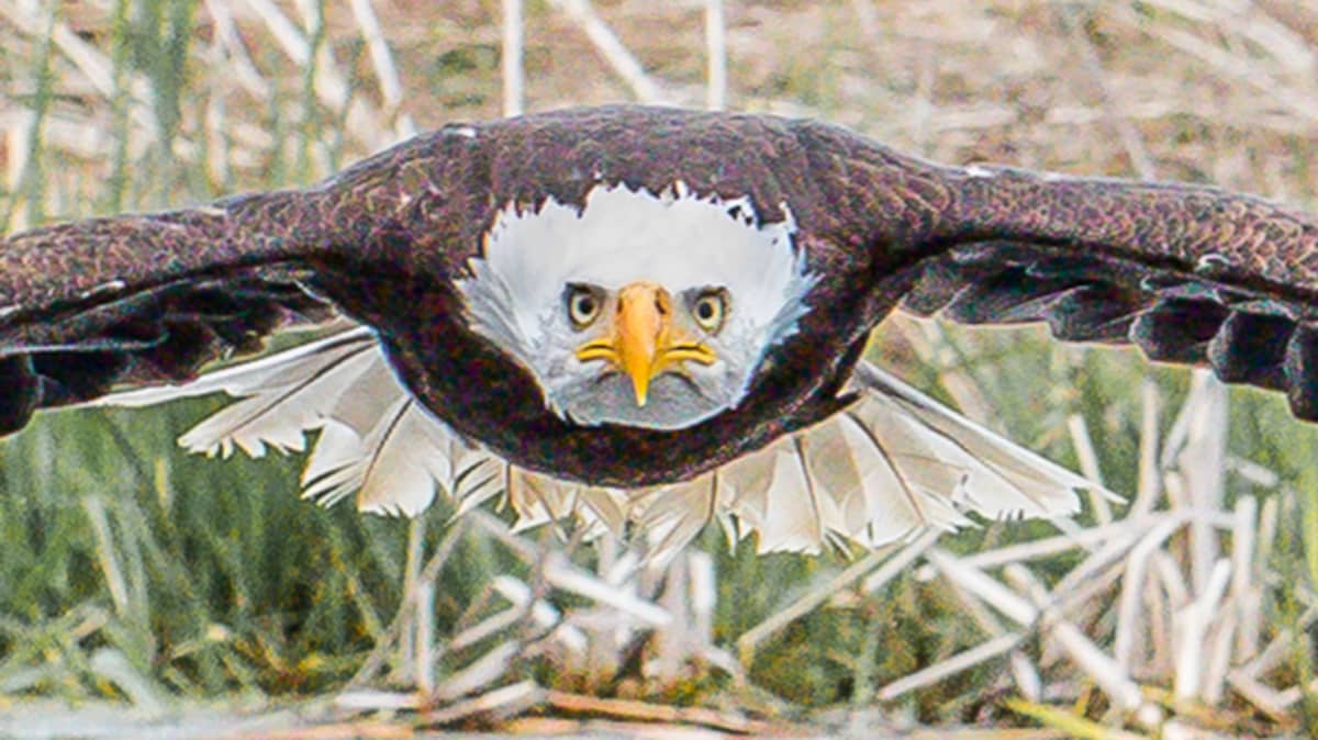 This Incredibly Rare Photo of a Bald Eagle And Its Reflection Is ...