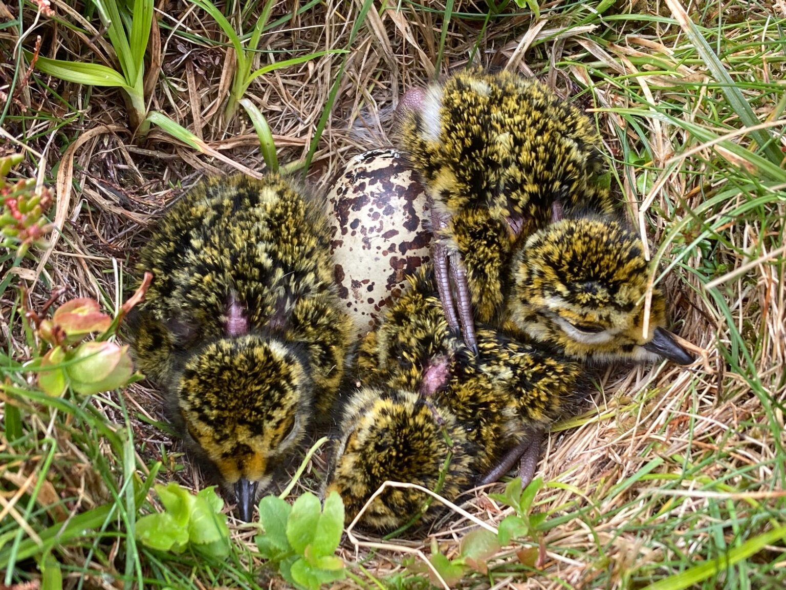 Newly Hatched Golden Plovers Blend in Perfectly with Their Surroundings ...