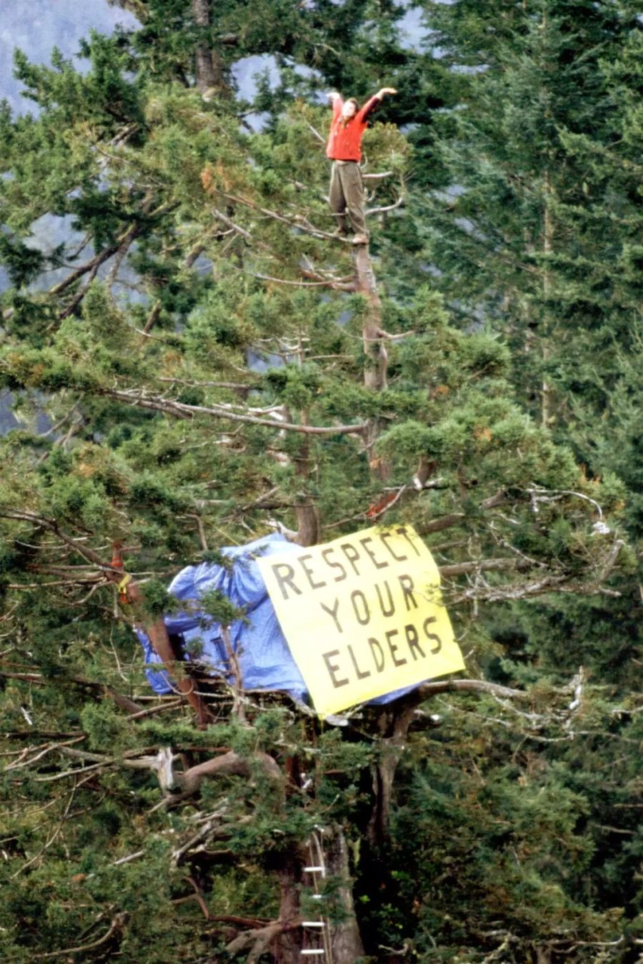 The Incredible Story of the Girl Who Spent 738 Days Living in a Redwood ...