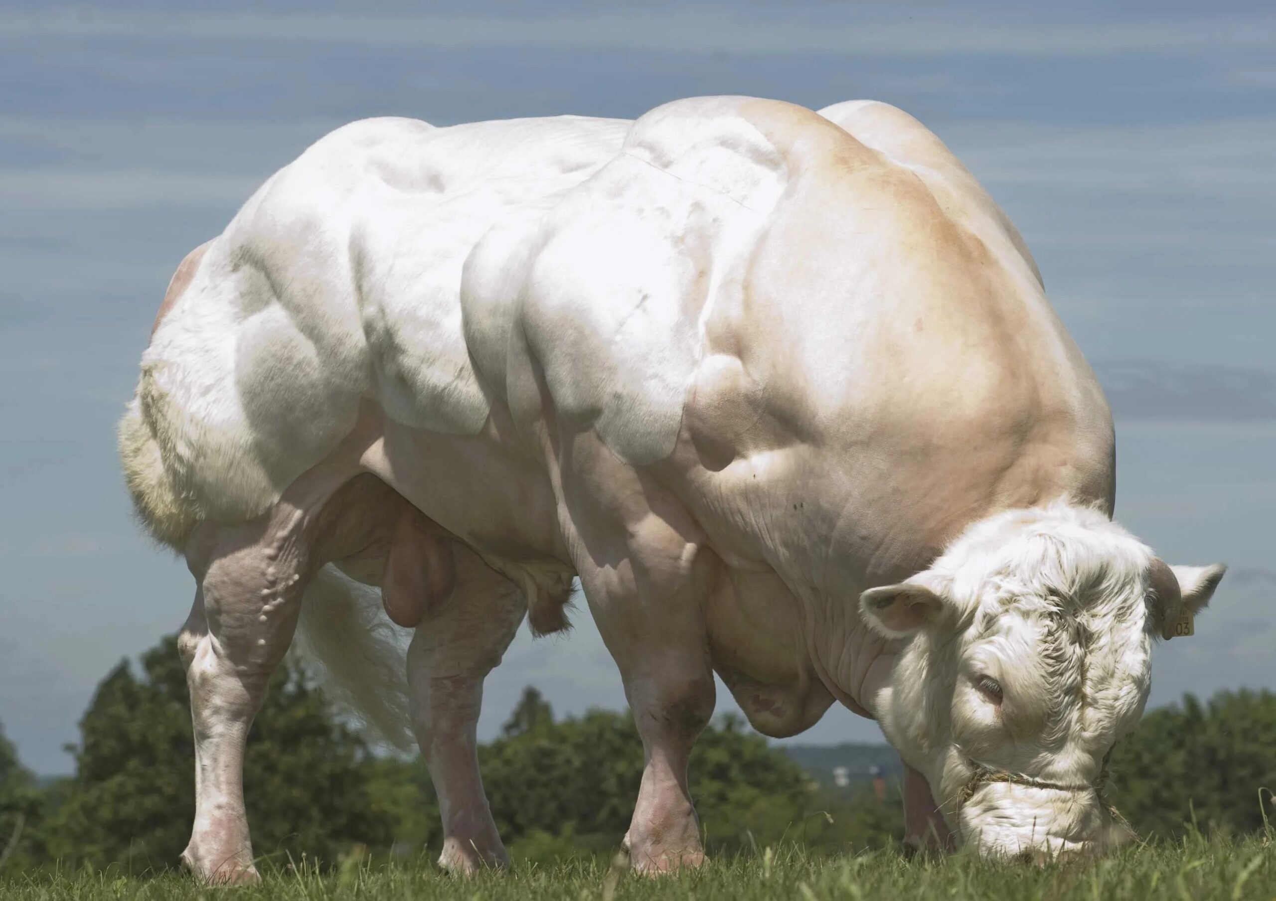 Chinese Scientists Create Three Super Cows From Cloning - Hasan Jasim