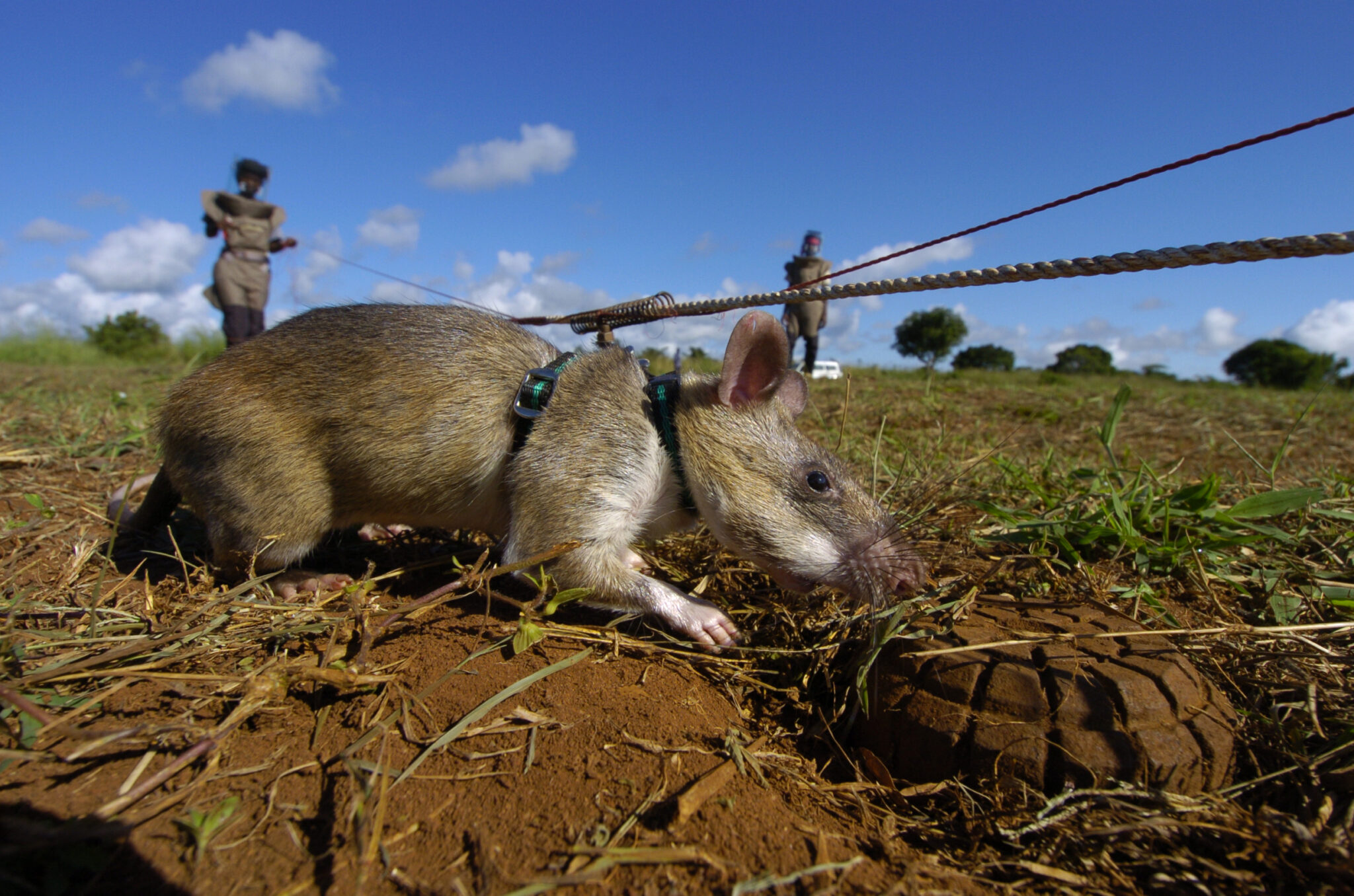 How Trained African Giant Pouched Rats Are Helping Detect Landmines ...