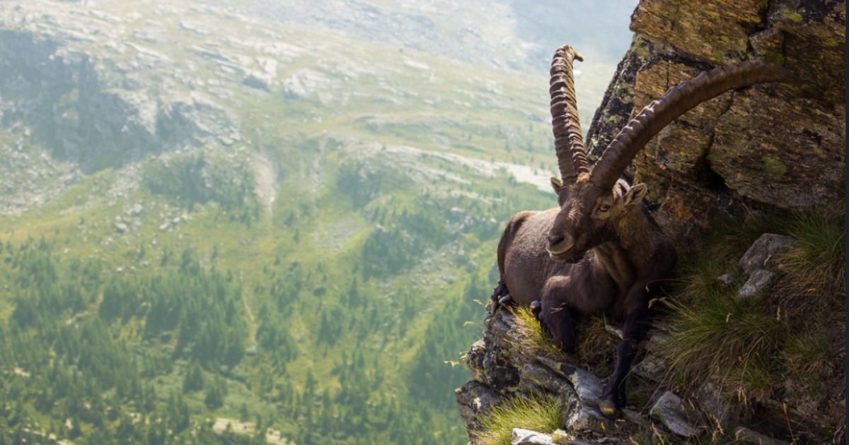 The Alpine Ibex: A Majestic Symbol of Conservation Triumph - Hasan Jasim