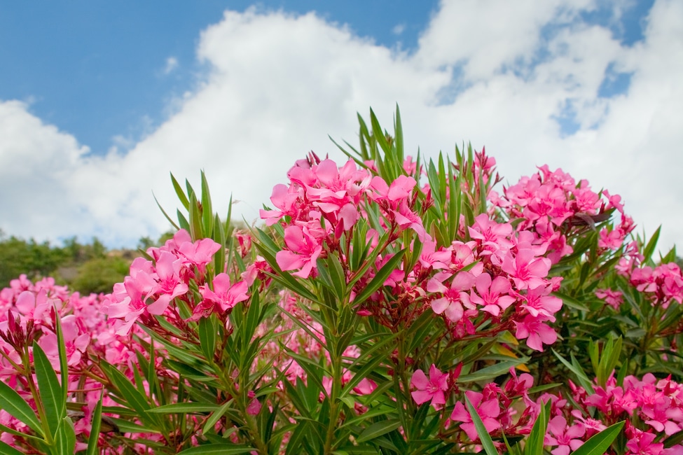 The Enduring Beauty and Deadly Secret of Oleander Flowers - Hasan Jasim