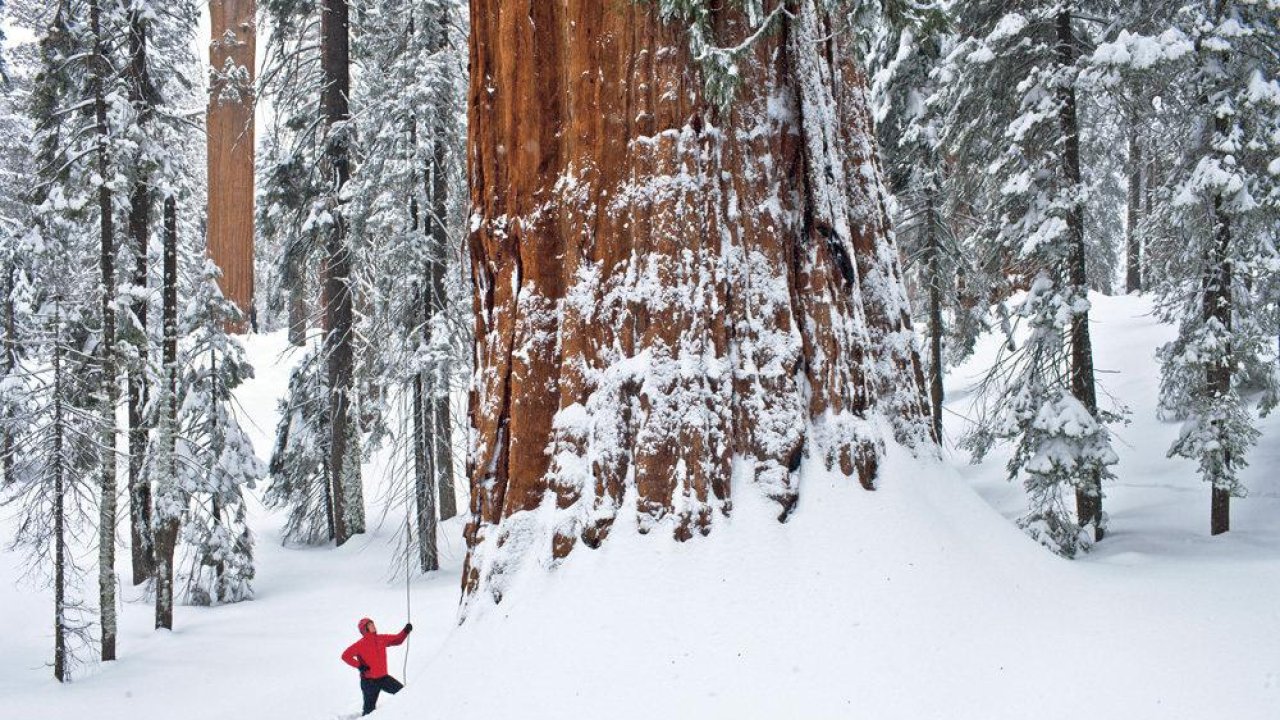 Capturing the Majesty of the World’s Second-Largest Tree: Stunning ...