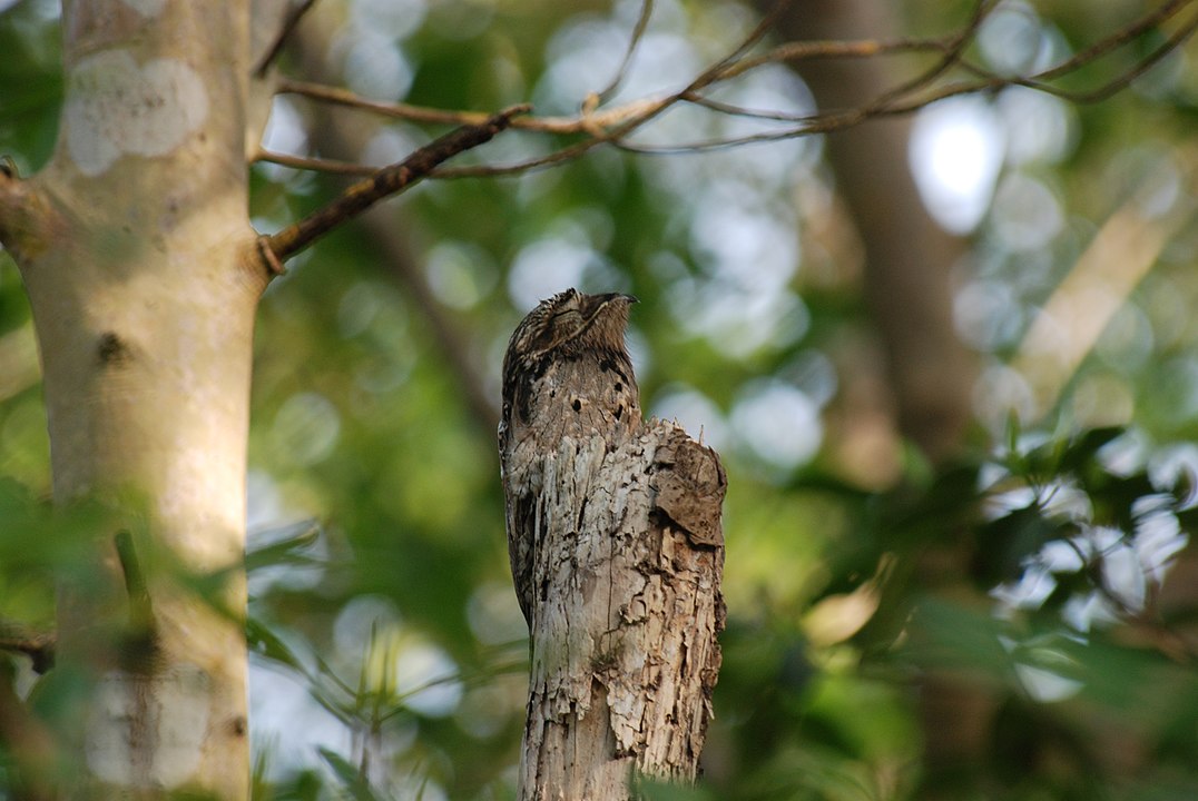 The Potoo: A Curious Bird of the Rainforest That Masters the Art of ...