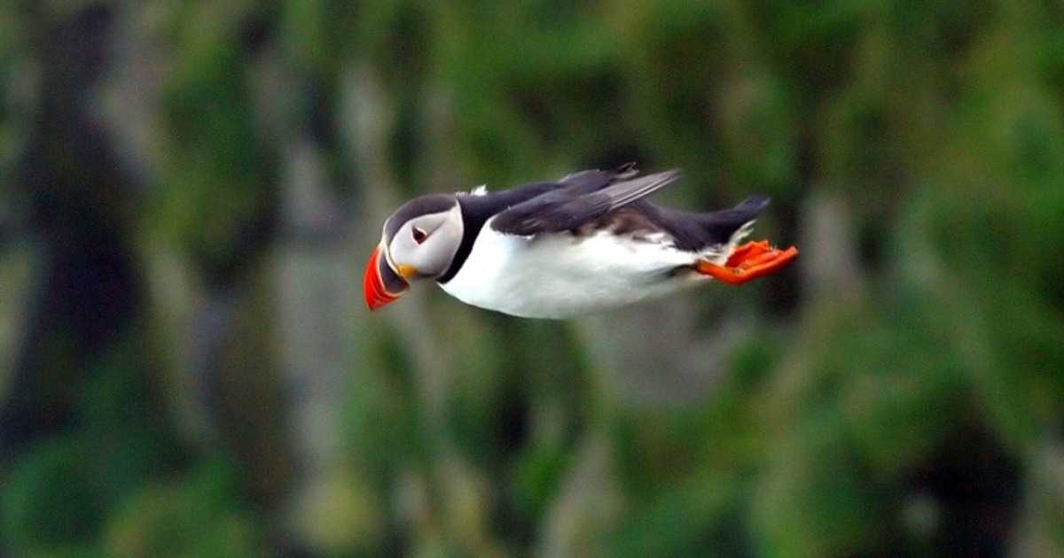 The Horned Puffin: A Bird with a Unique Feature - Hasan Jasim