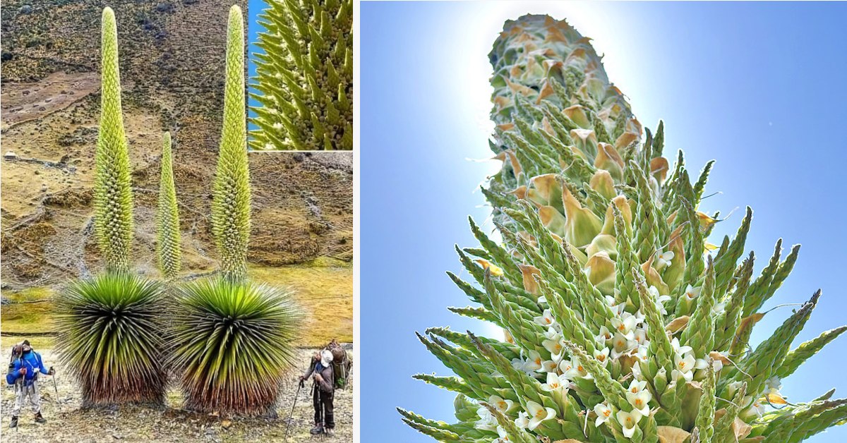 The World’s Largest Bromeliad, ‘Queen of the Andes’, Blooms Only Once ...