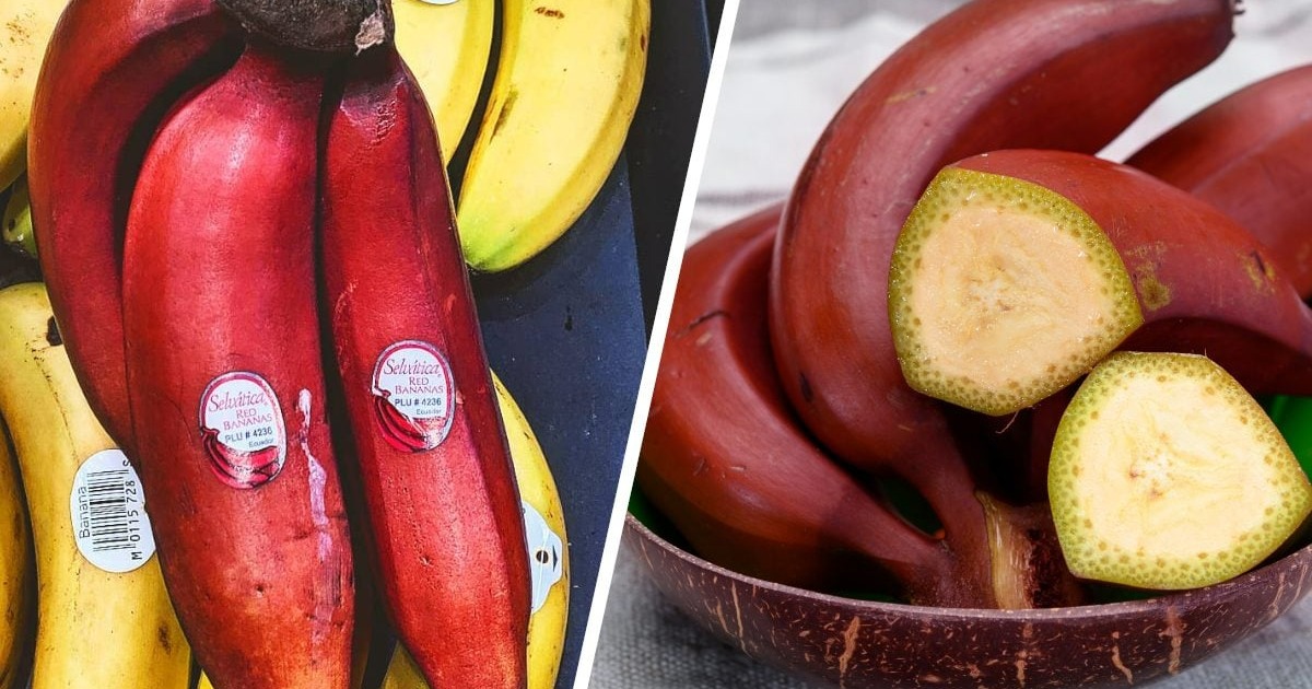 Unleash the Power of Nature’s Ruby: 9 Reasons to Embrace Red Bananas ...
