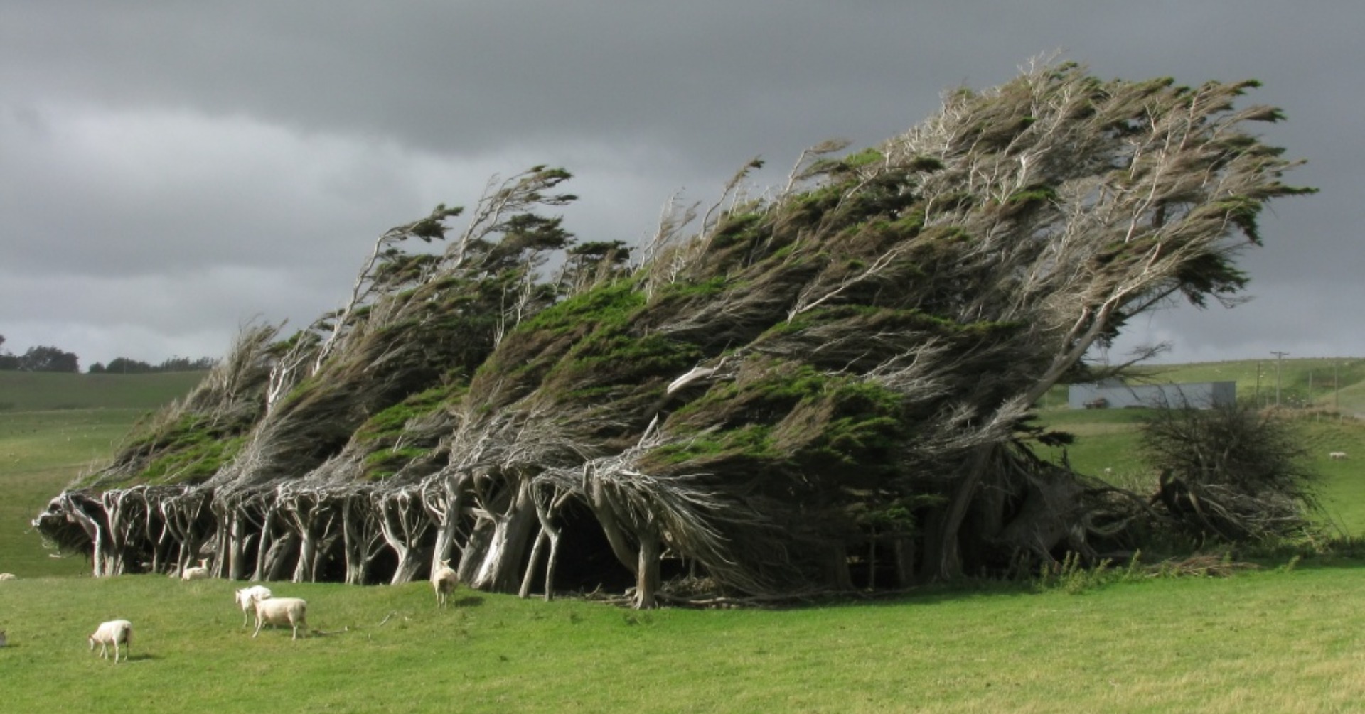 The Twisted Trees of Slope Point: A Bizarre and Beautiful Natural ...